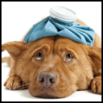 Make money online when you're sick - Mighty Bargain Hunter